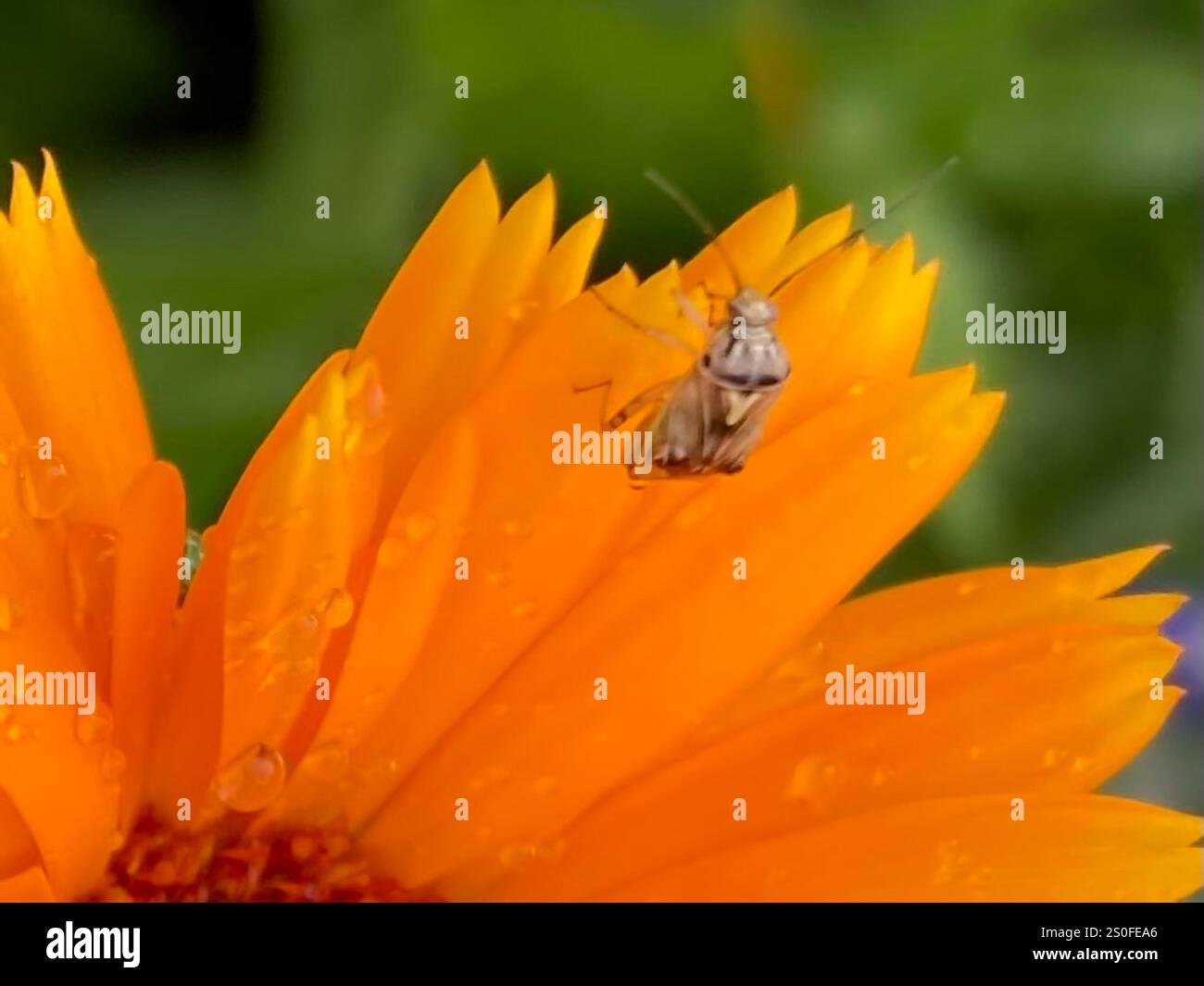 North American Tarnished Plant Bug (Lygus lineolaris Stock Photo - Alamy