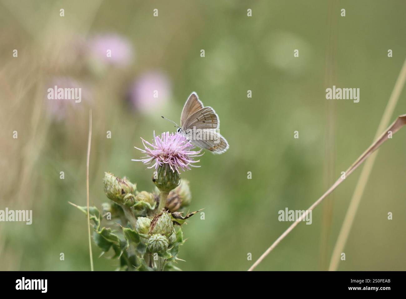 Anna's Blue (Plebejus anna Stock Photo - Alamy