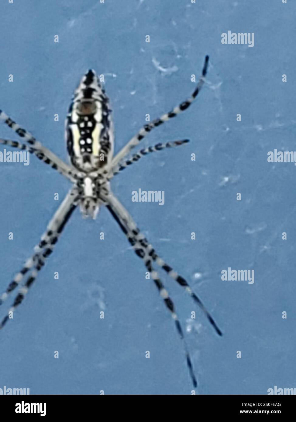 Banded Garden Spider (Argiope trifasciata Stock Photo - Alamy