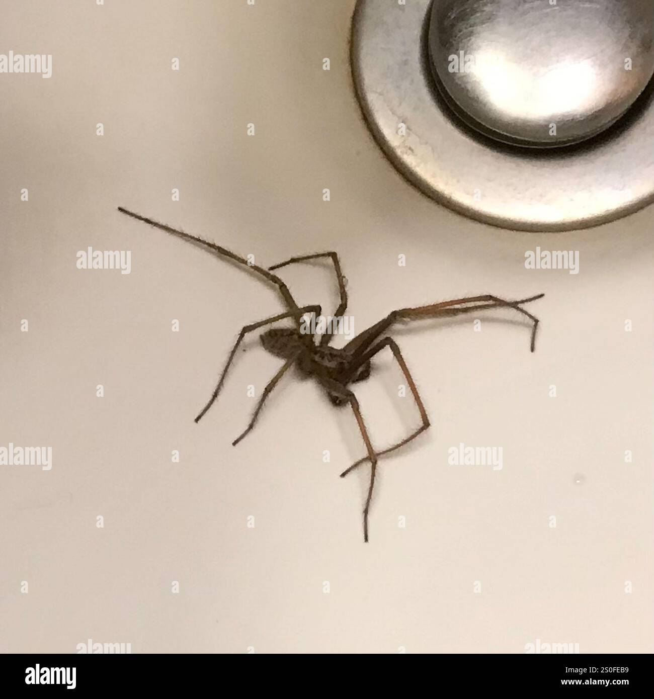 Giant House Spider (Eratigena duellica Stock Photo - Alamy