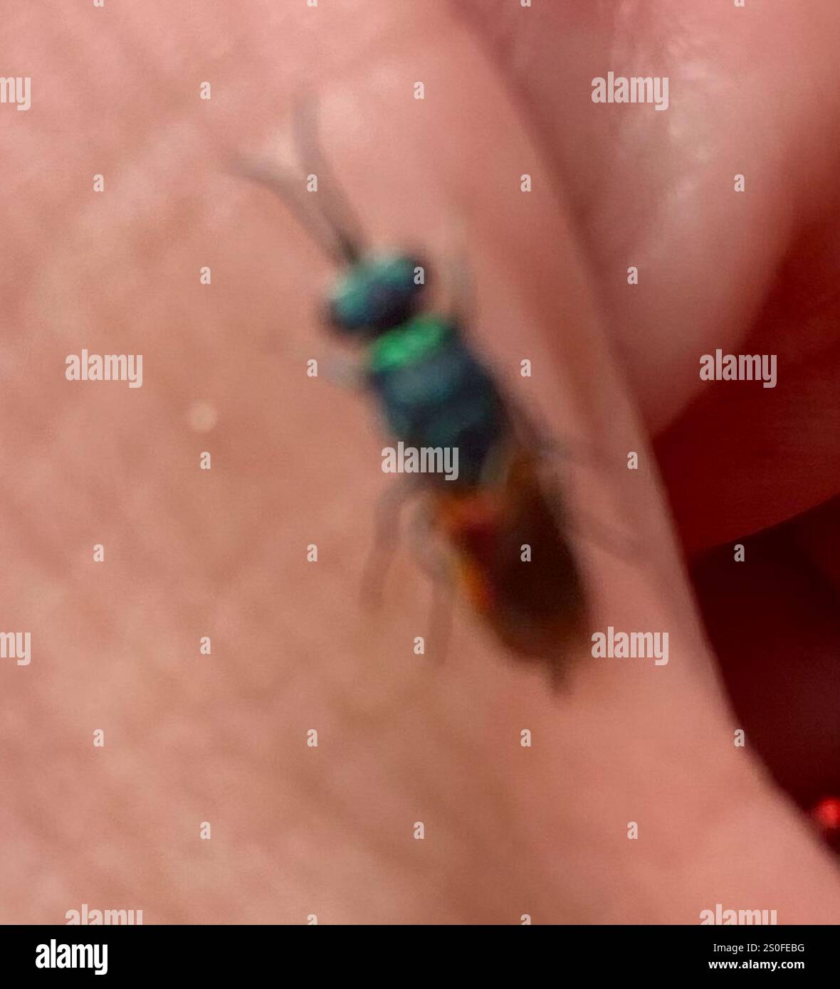 Ruby-tailed Cuckoo Wasps (Chrysis ignita Stock Photo - Alamy