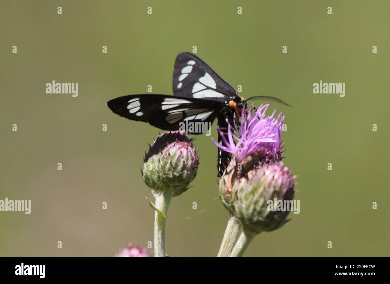 Police Car Moth (Gnophaela vermiculata Stock Photo - Alamy