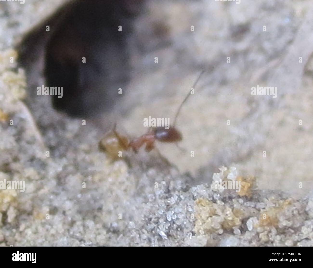 Buren's Pyramid Ant (Dorymyrmex bureni Stock Photo - Alamy