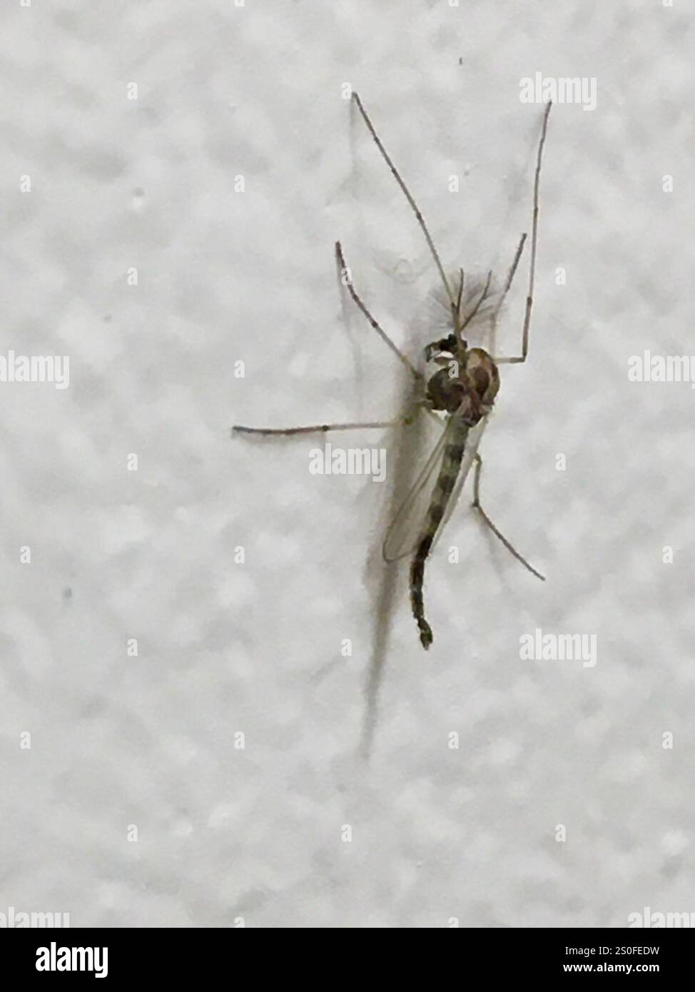 Non-biting Midges (Chironomidae Stock Photo - Alamy