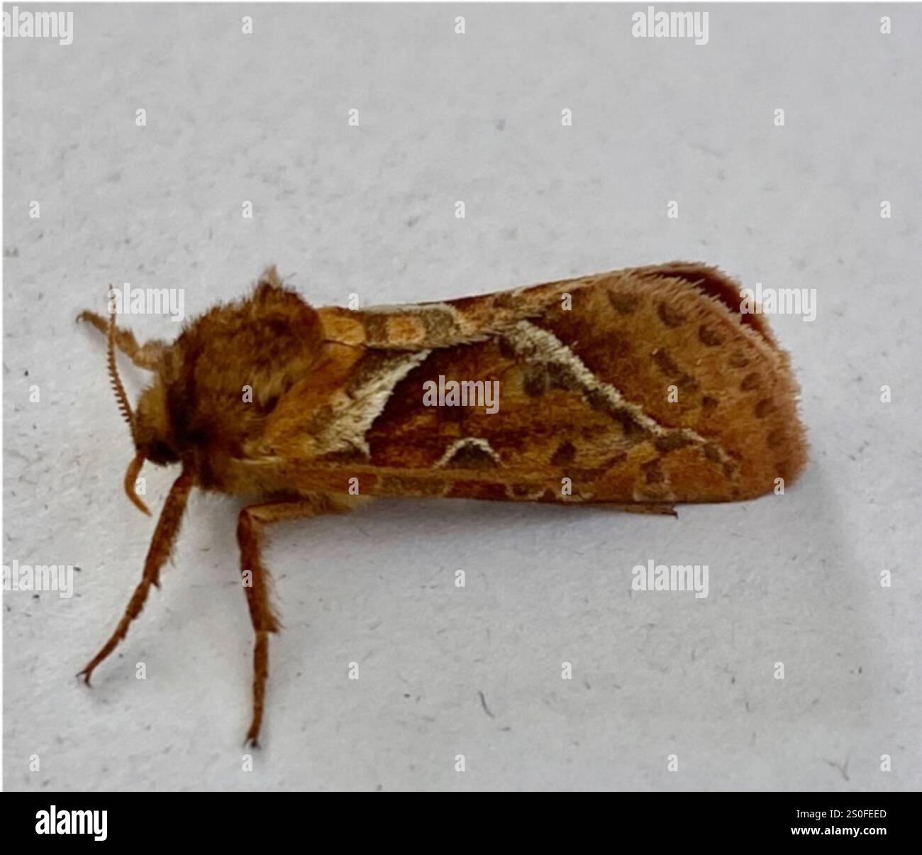 Orange Swift (Triodia sylvina Stock Photo - Alamy