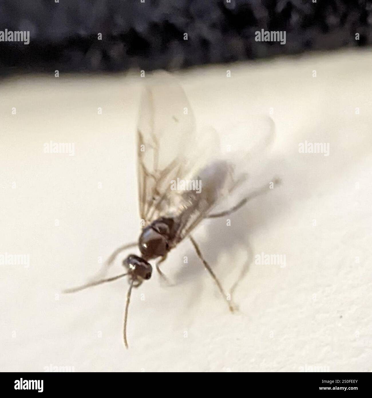 Citronella Ants, Fuzzy Ants, and Allies (Lasius Stock Photo - Alamy