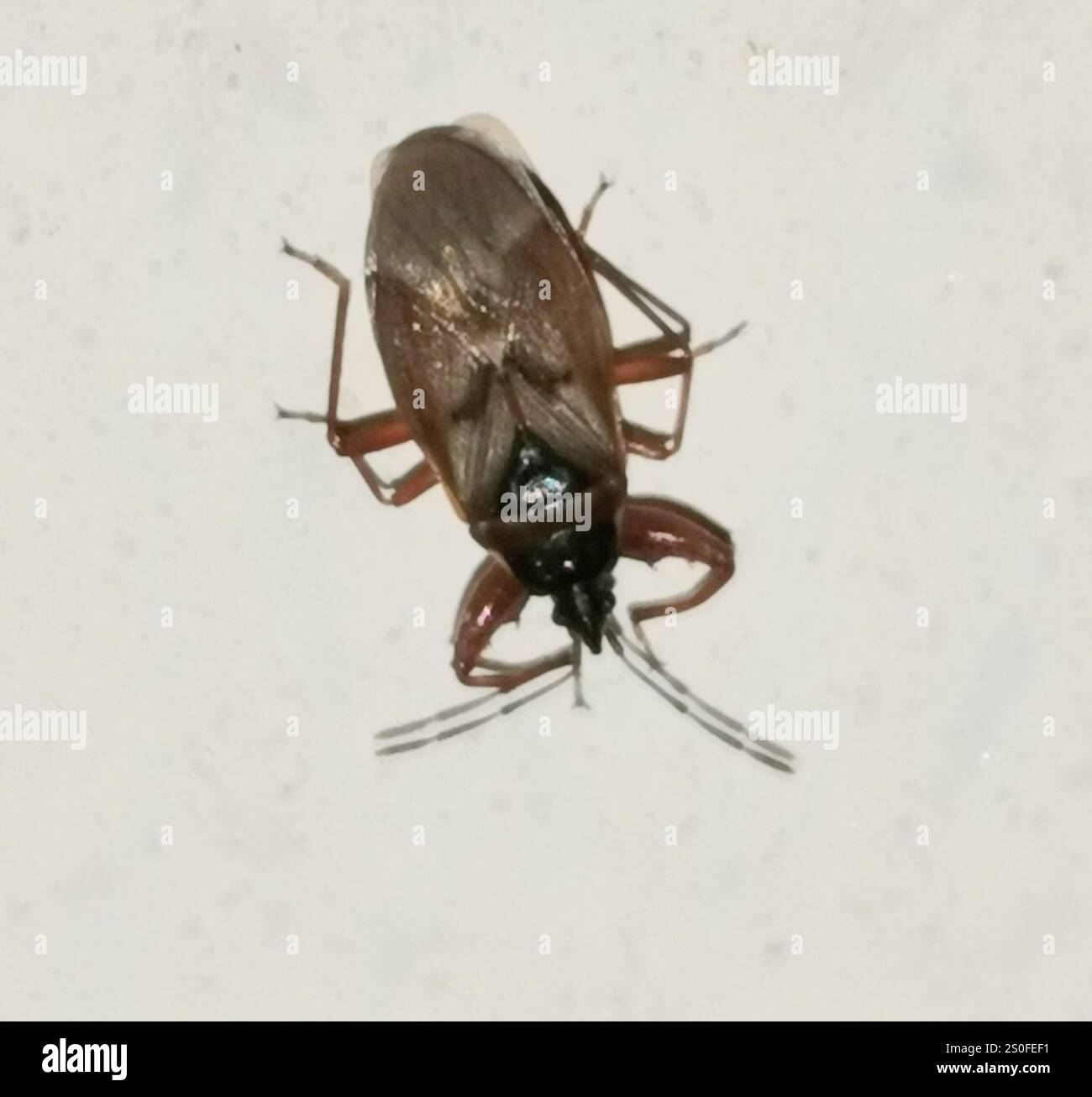 Spruce Cone Bug (Gastrodes abietum Stock Photo - Alamy