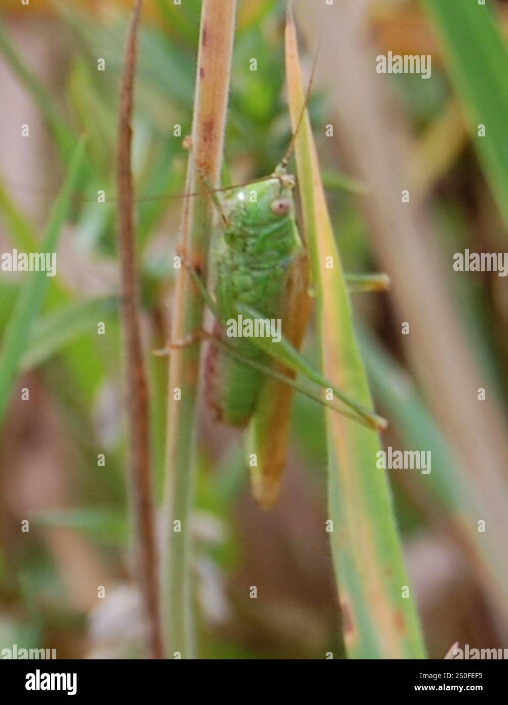 Long-winged Conehead (Conocephalus fuscus Stock Photo - Alamy