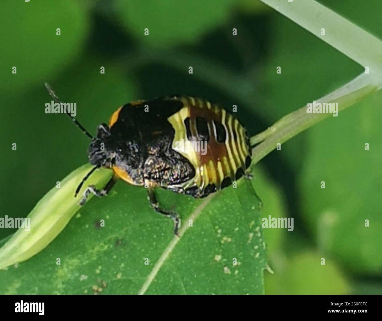Green Stink Bug (Chinavia hilaris Stock Photo - Alamy