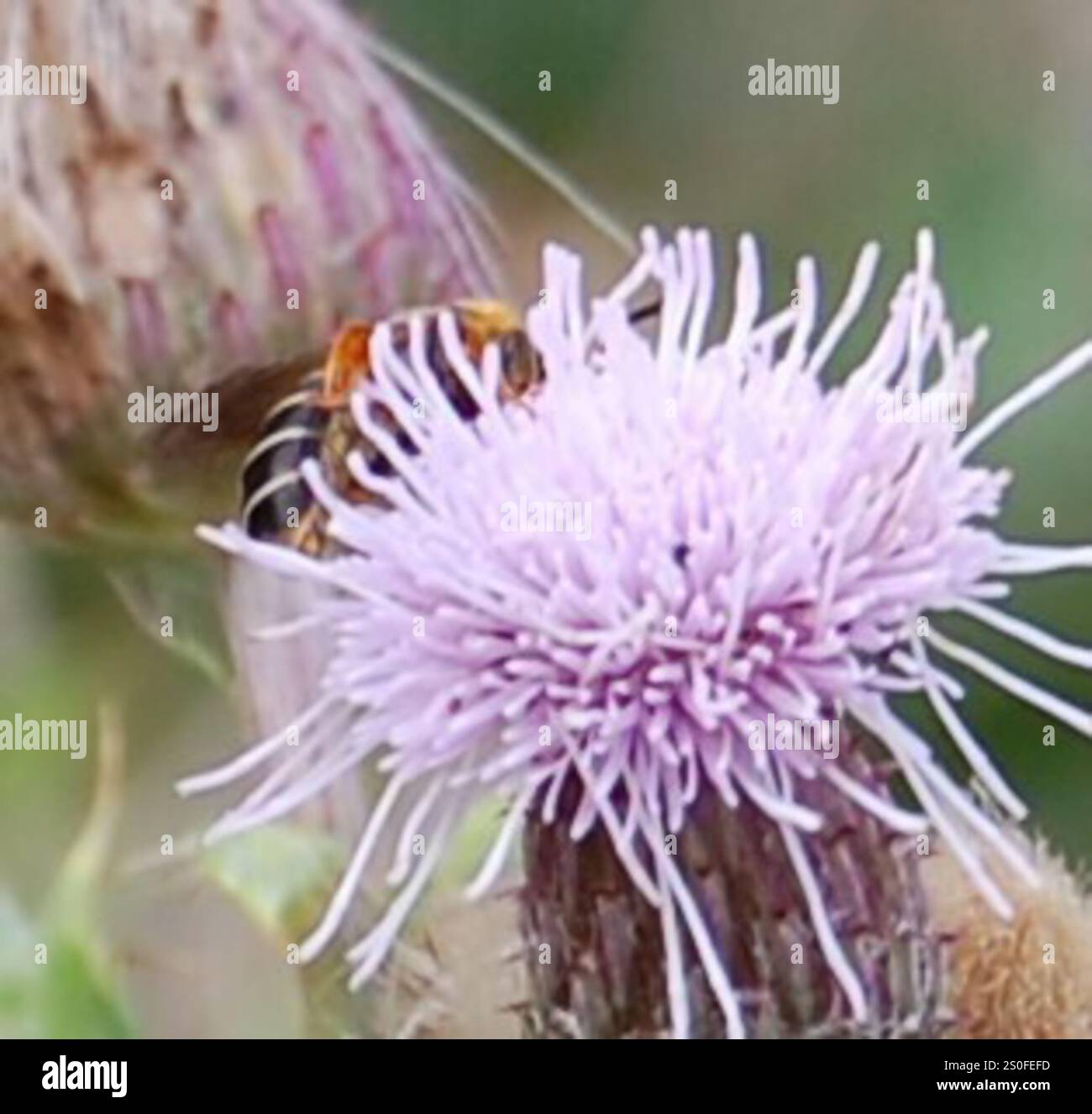 Orange-legged Furrow Bee (Halictus rubicundus Stock Photo - Alamy