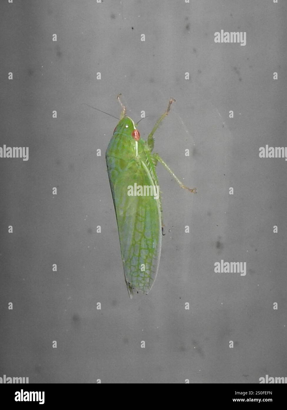 Eight-lined Leafhopper (Gyponana octolineata Stock Photo - Alamy