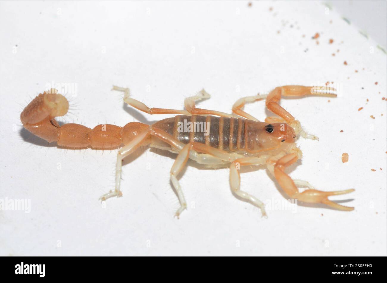 Small Thicktail Scorpion (Parabuthus brevimanus Stock Photo - Alamy