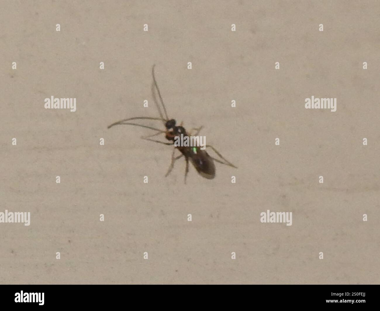 Ants, Bees, Wasps, and Sawflies (Hymenoptera Stock Photo - Alamy