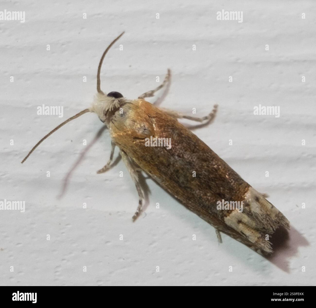 Tortricid Leafroller Moths (Tortricidae Stock Photo - Alamy