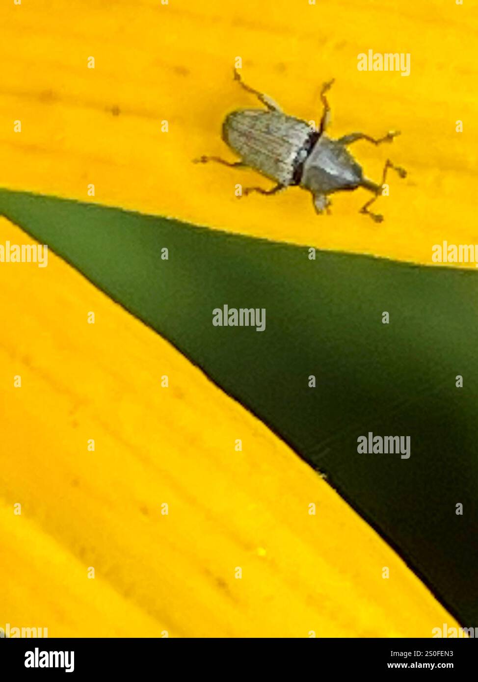 Rugged Flower Weevil (Odontocorynus salebrosus Stock Photo - Alamy