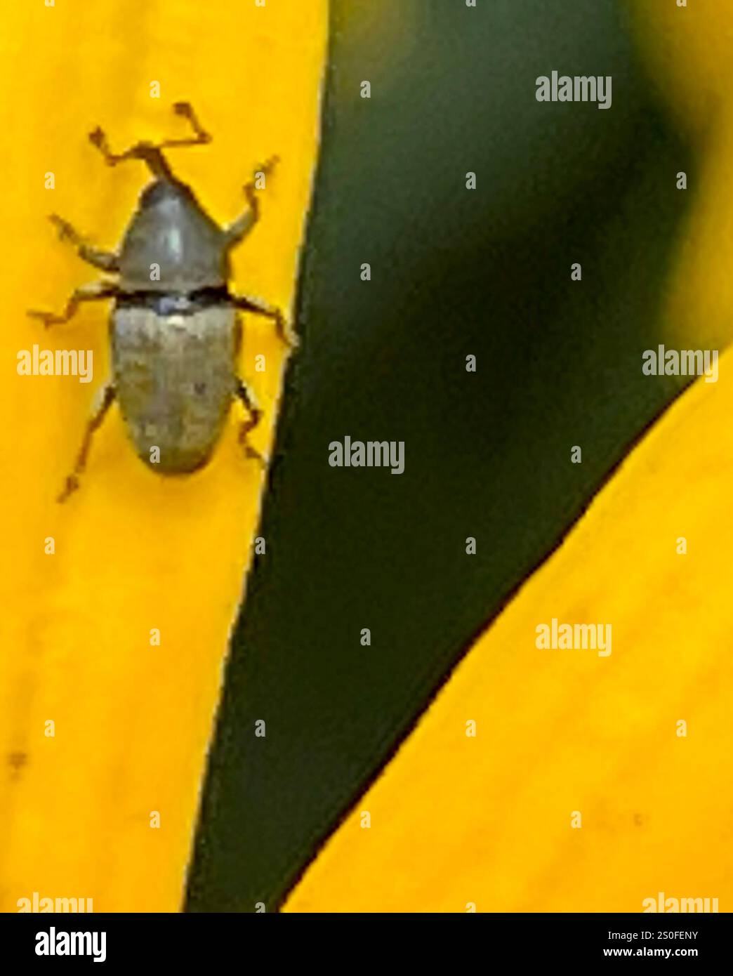 Rugged Flower Weevil (Odontocorynus salebrosus Stock Photo - Alamy