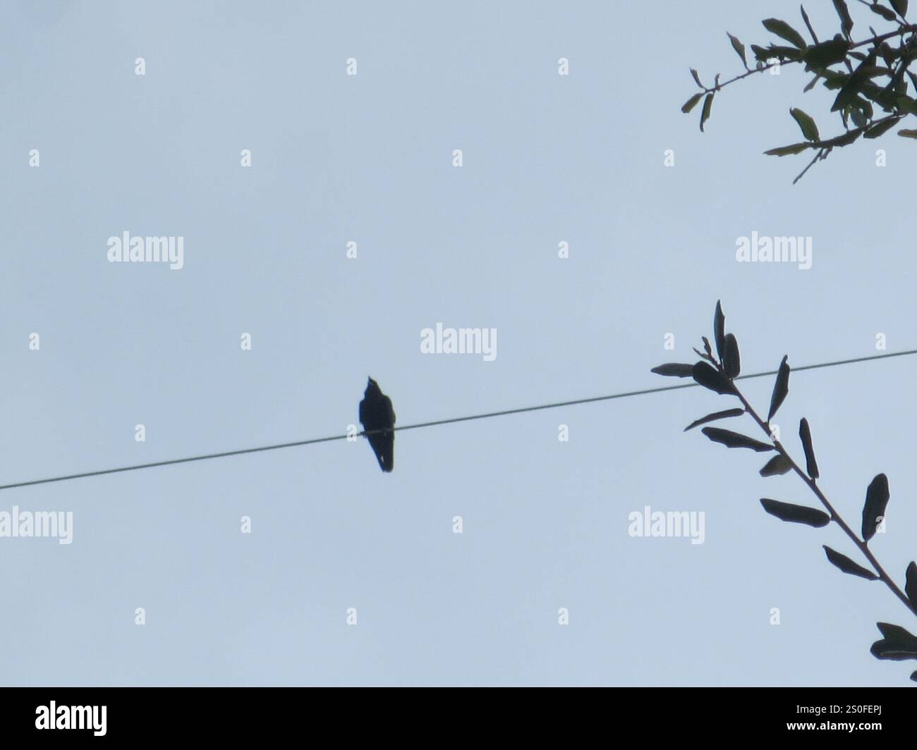 Fish Crow (Corvus ossifragus Stock Photo - Alamy