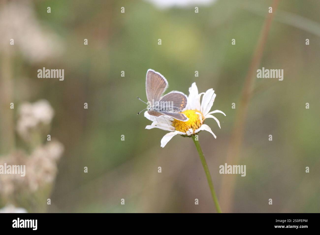 Anna's Blue (Plebejus anna Stock Photo - Alamy