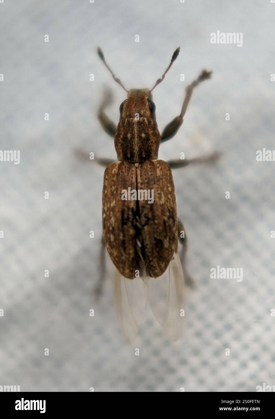 Clover root weevil (Sitona lepidus Stock Photo - Alamy