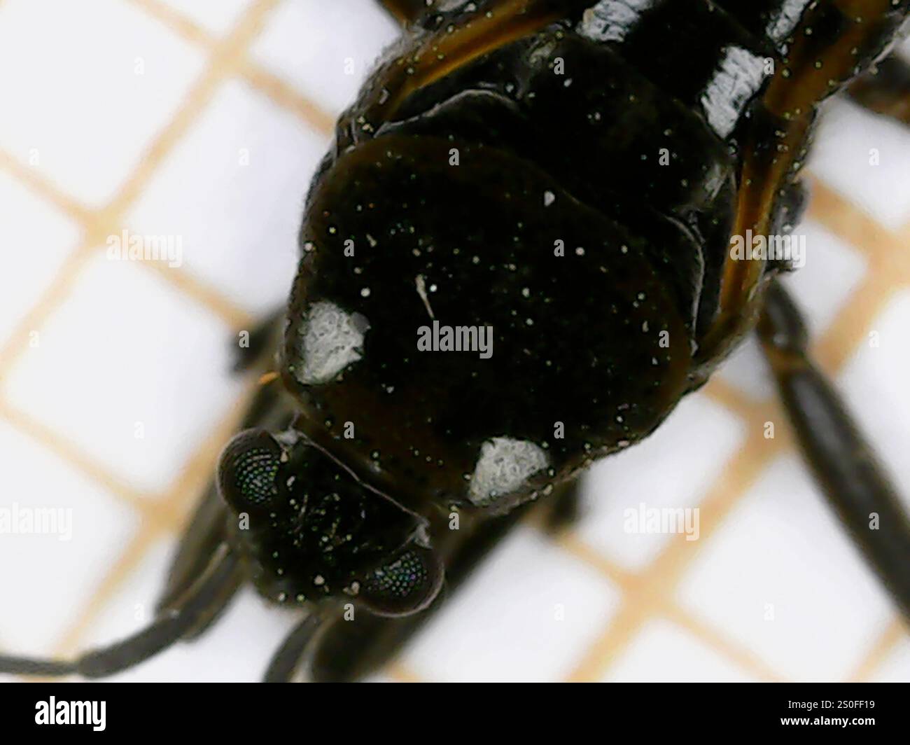 Water Crickets (Velia Stock Photo - Alamy