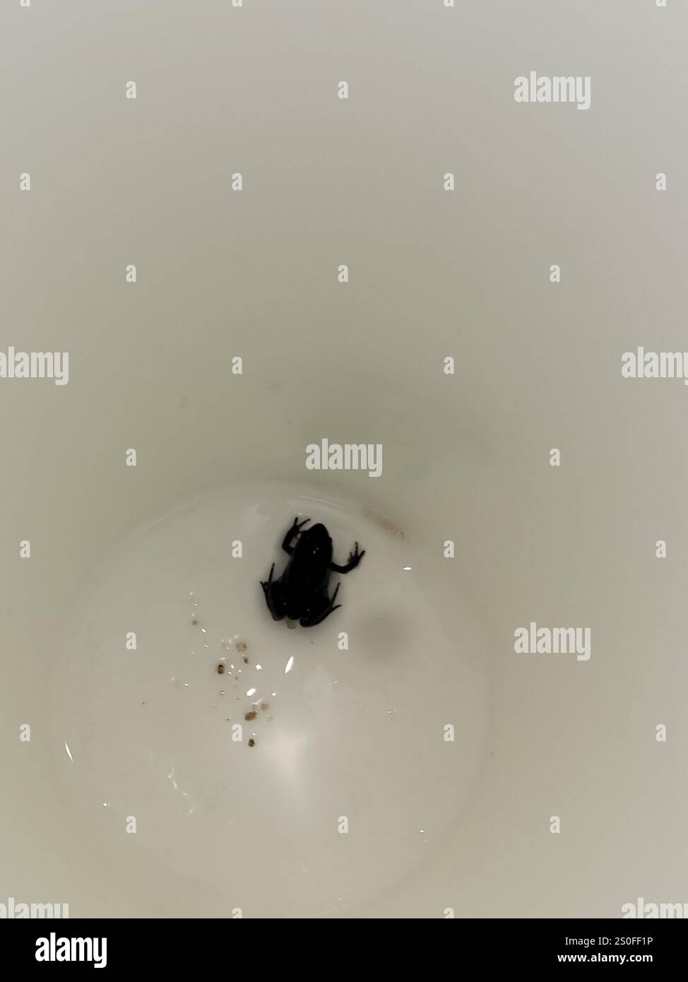 Eastern Narrow-mouthed Toad (Gastrophryne carolinensis Stock Photo - Alamy