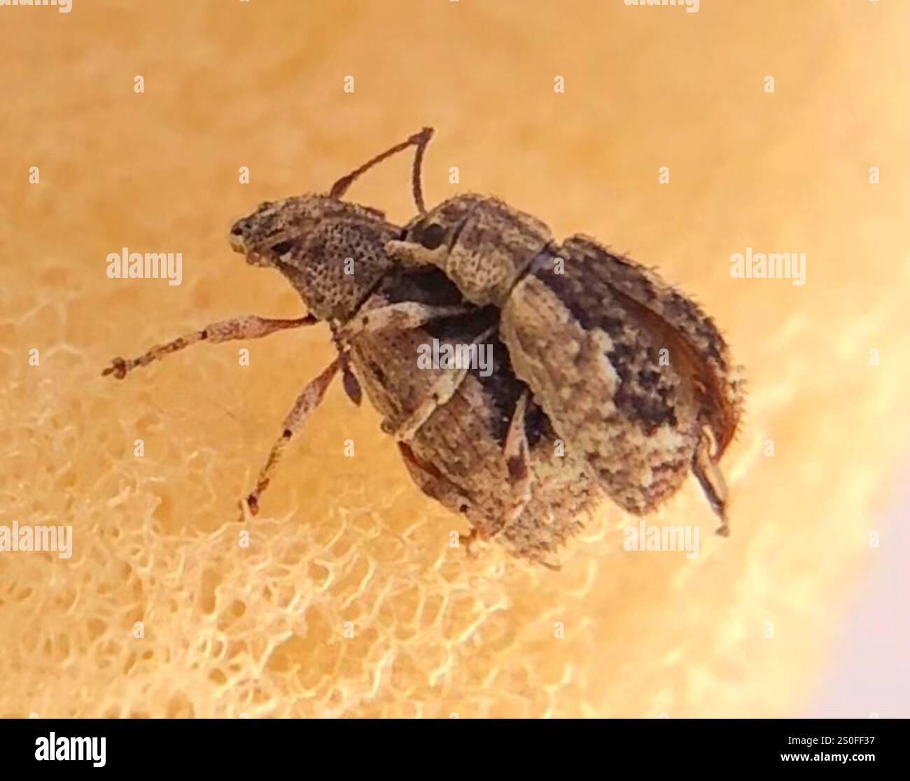 Peach Root Weevil (Pseudoedophrys hilleri Stock Photo - Alamy