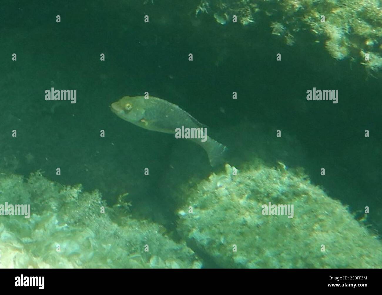 European Parrotfish (Sparisoma cretense Stock Photo - Alamy