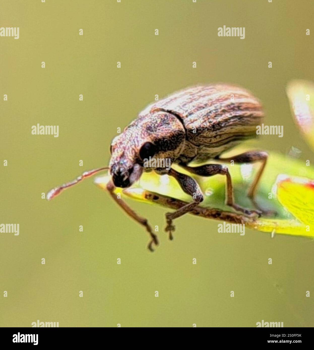 Pea Weevil (Sitona lineatus Stock Photo - Alamy