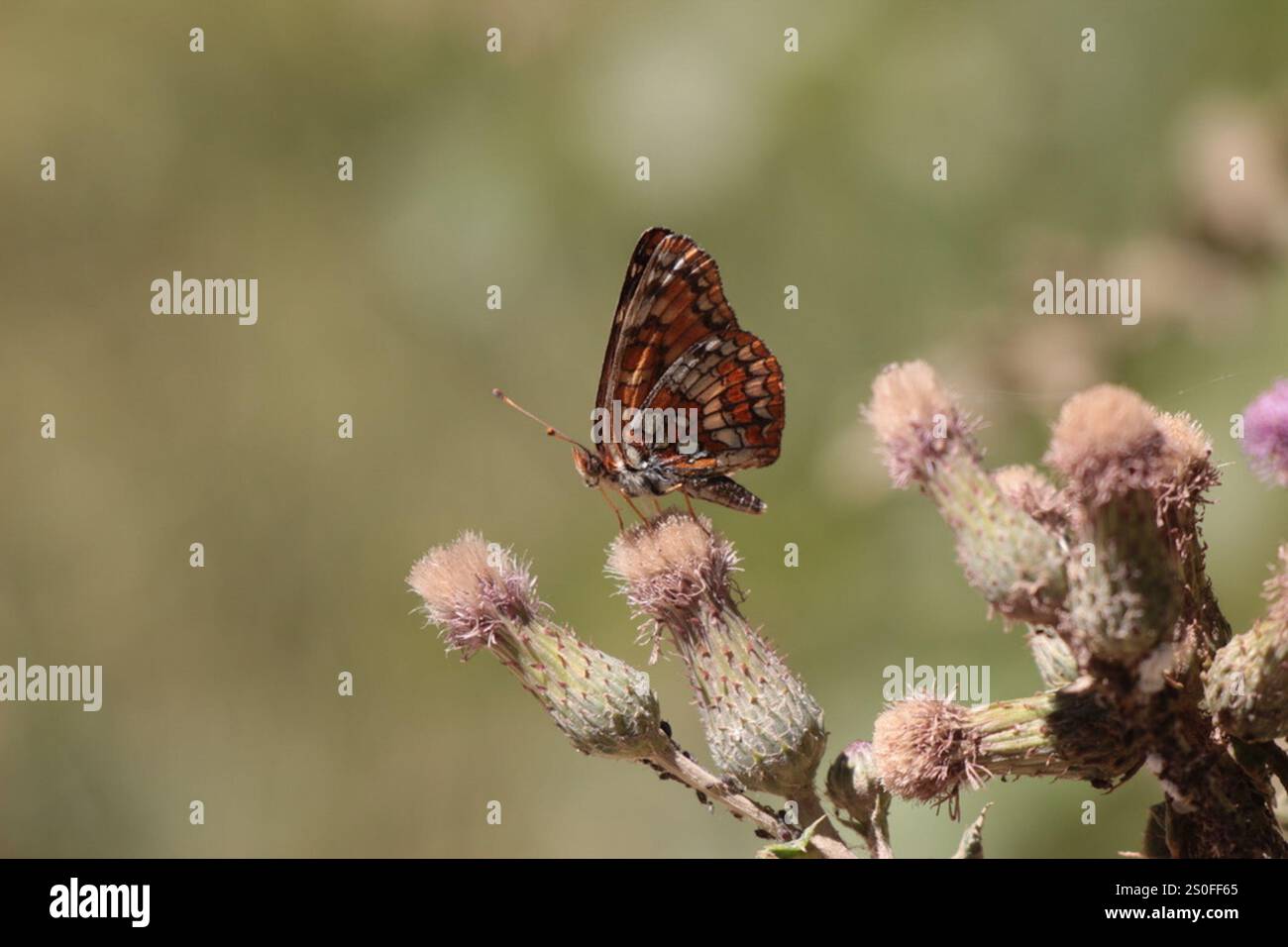 Northern Checkerspot (Chlosyne palla Stock Photo - Alamy