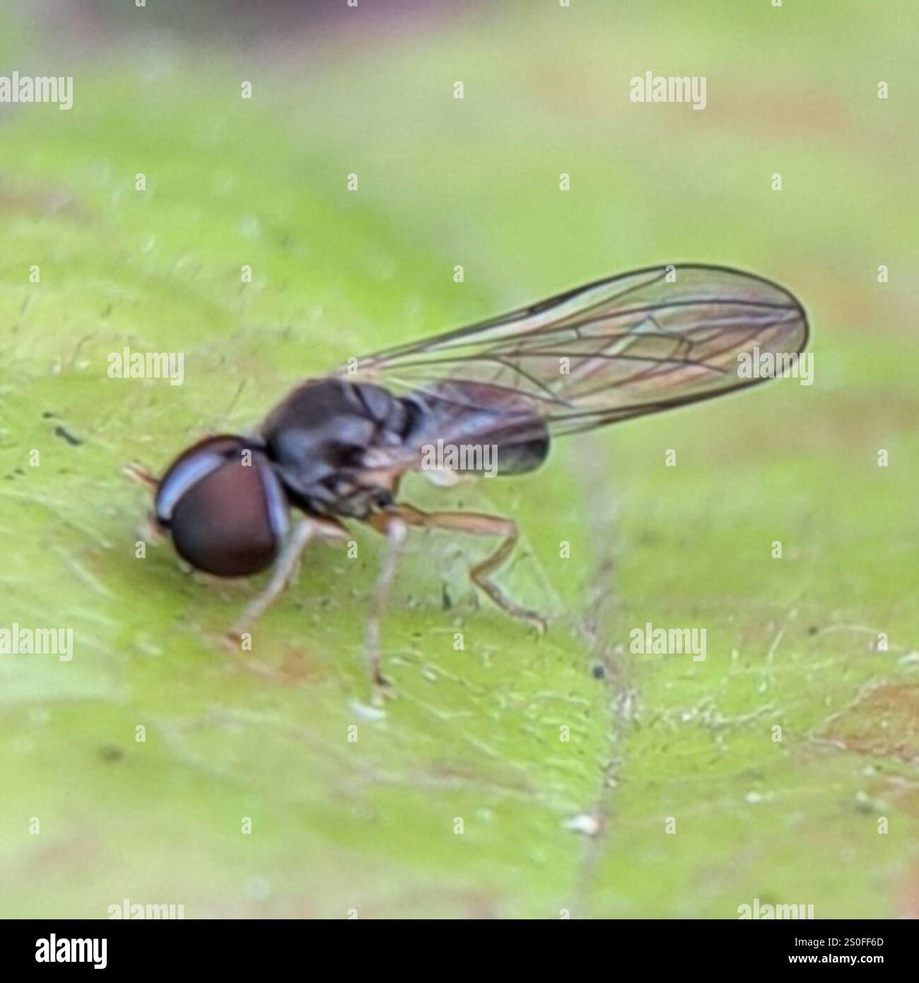 Big-headed Flies (Pipunculidae Stock Photo - Alamy