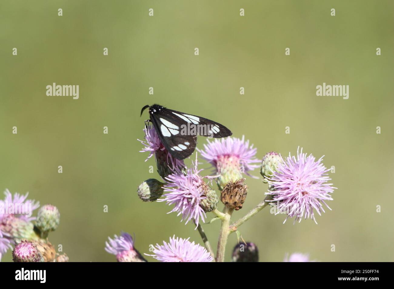 Police Car Moth (Gnophaela vermiculata Stock Photo - Alamy
