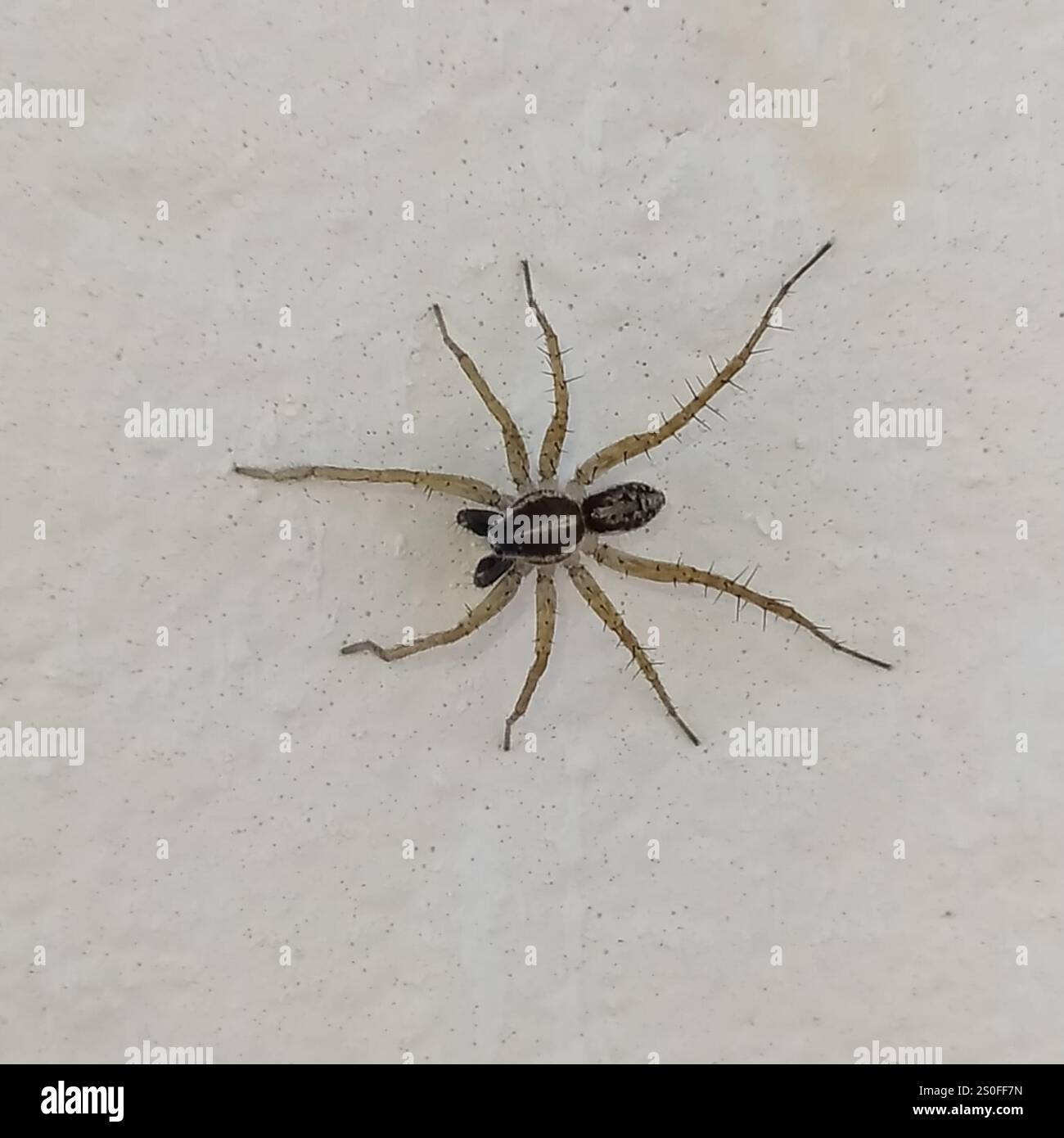Thin-legged Wolf Spiders (Pardosa Stock Photo - Alamy