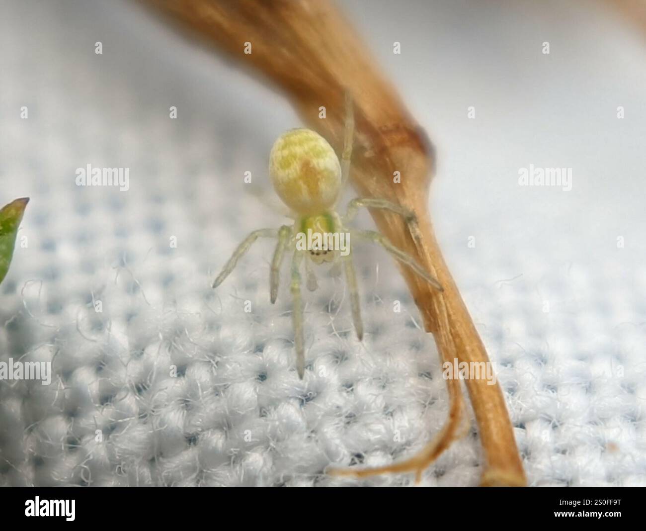 Bleeding Heart Spider (Nigma puella Stock Photo - Alamy