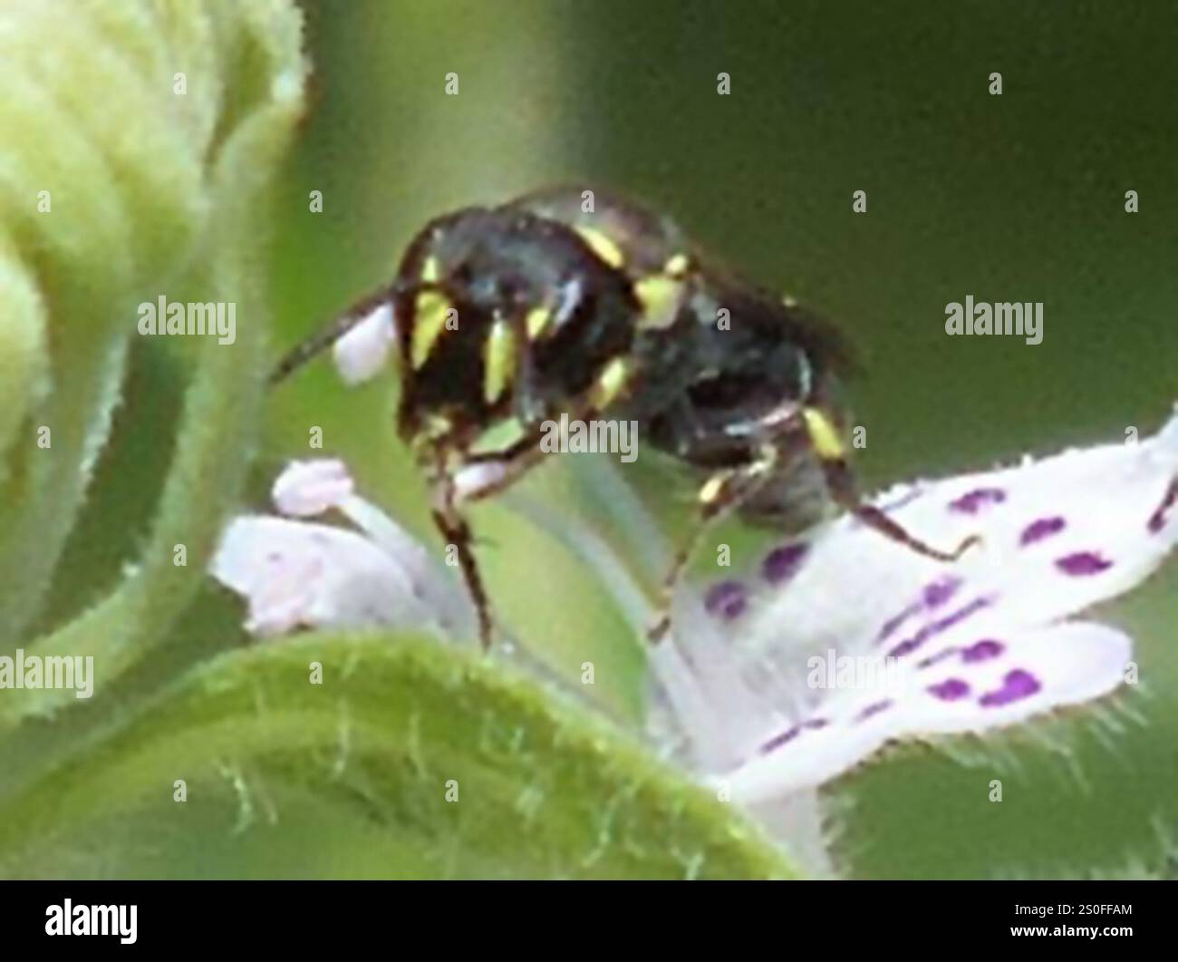 Masked Bees (Hylaeus Stock Photo - Alamy