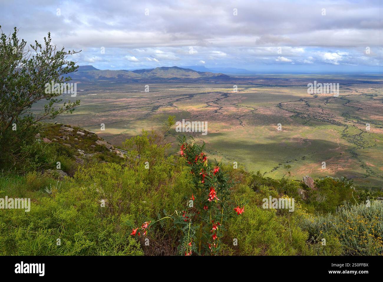 Cancer bush (Sutherlandia frutescens) growing on Vanrhyns Pass with a ...