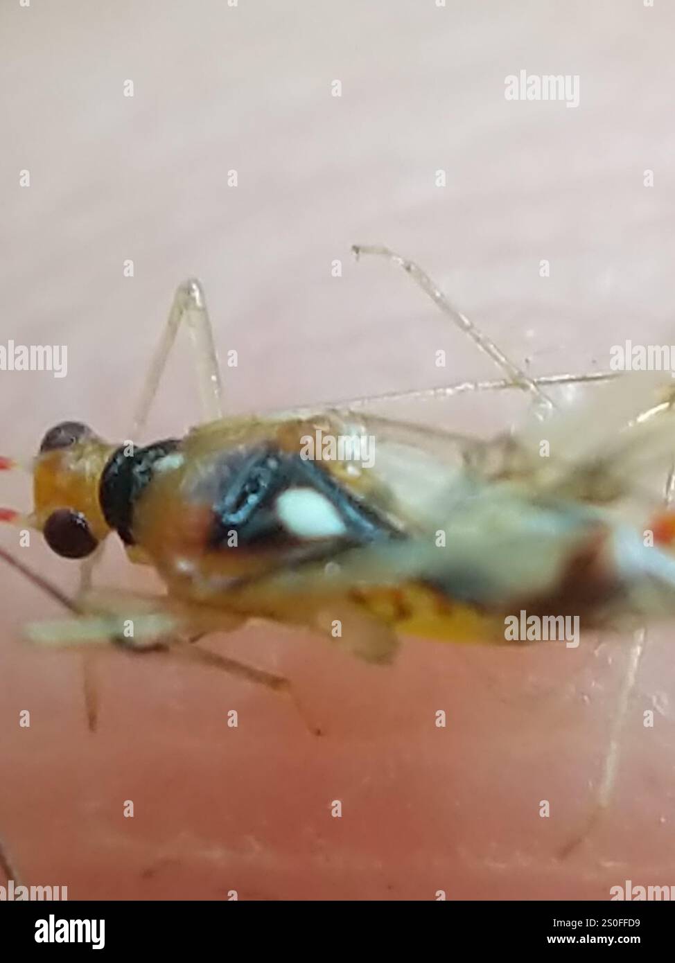 Hart's Hyaline Plant Bug (Hyaliodes harti Stock Photo - Alamy