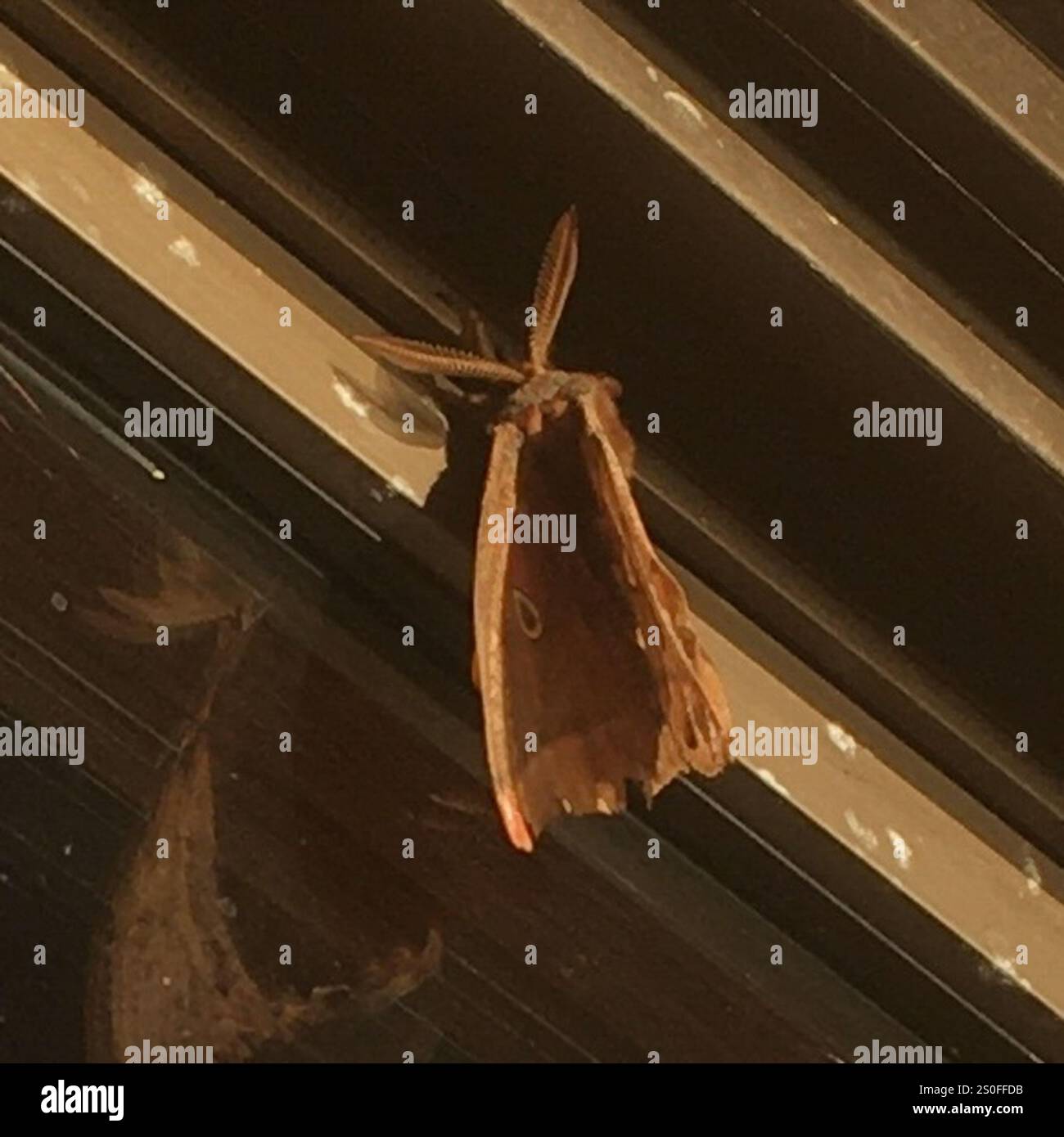 Polyphemus Moth (Antheraea polyphemus Stock Photo - Alamy