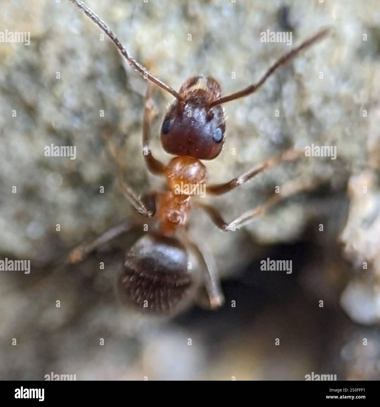 Lasius emarginatus hi-res stock photography and images - Alamy
