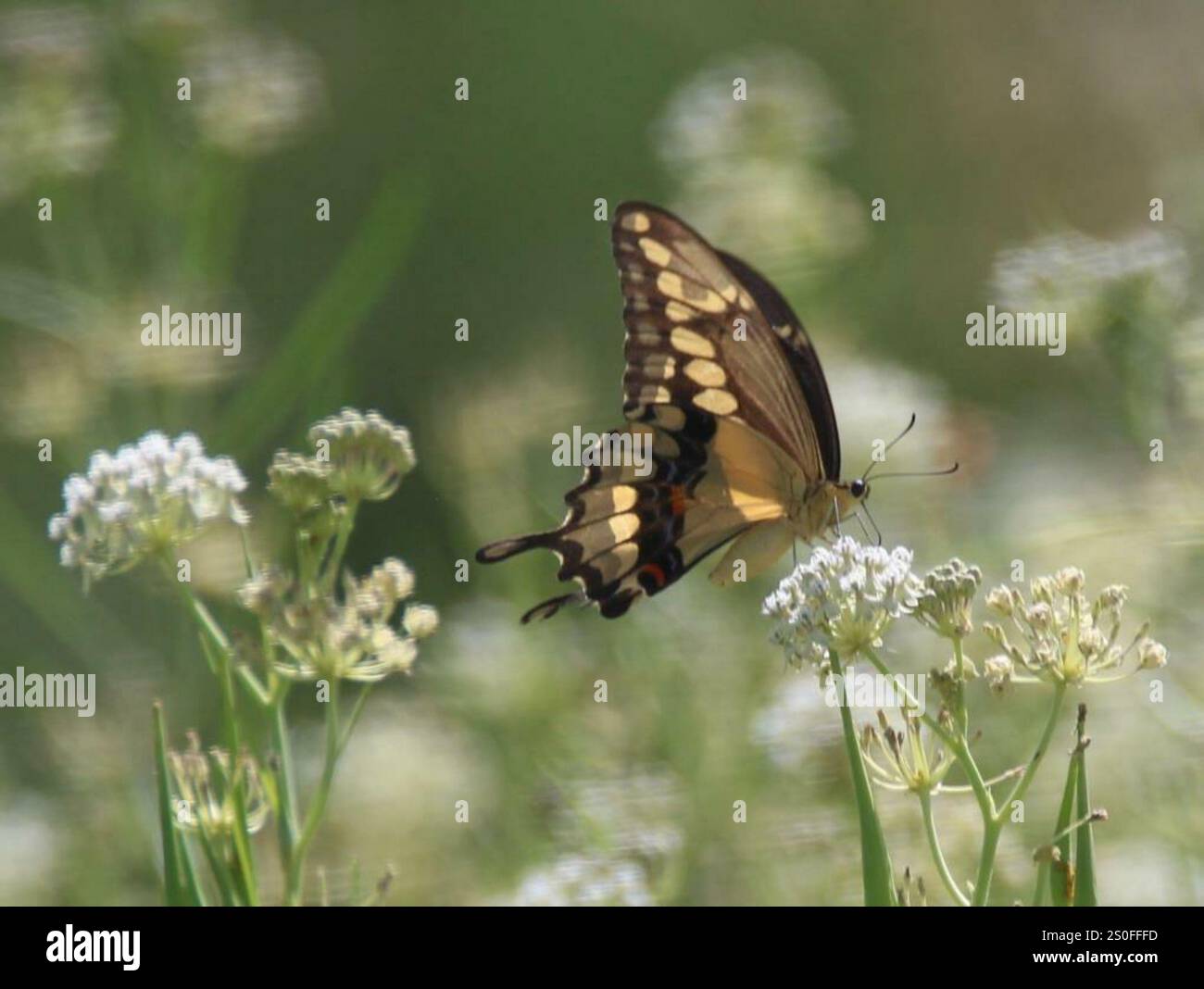 Western Giant Swallowtail (Heraclides rumiko Stock Photo - Alamy