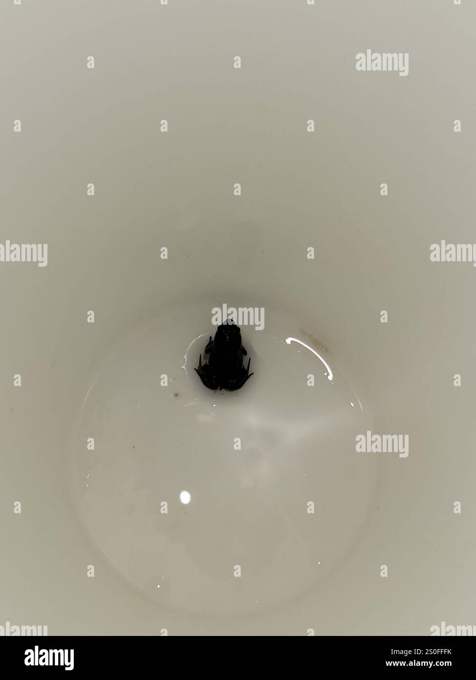 Eastern Narrow-mouthed Toad (Gastrophryne carolinensis Stock Photo - Alamy