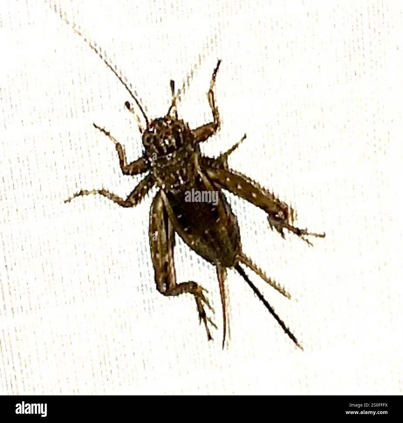 Striped Ground Cricket (Allonemobius fasciatus Stock Photo - Alamy