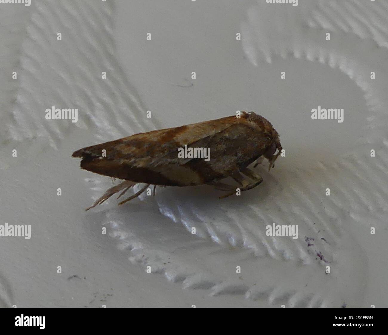 Winged and Once-winged Insects (Pterygota Stock Photo - Alamy