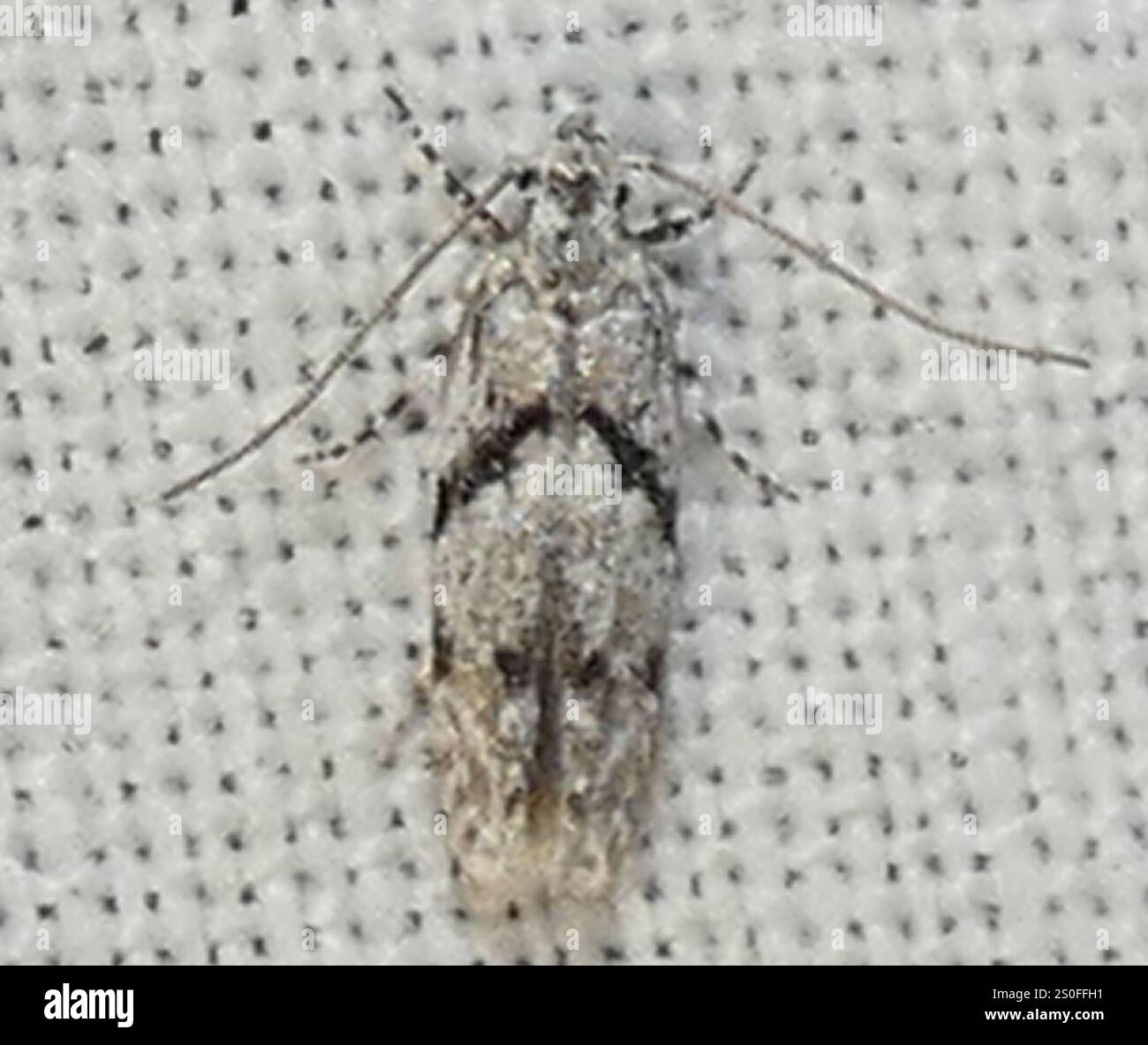 White Stripe-backed Moth (Arogalea cristifasciella Stock Photo - Alamy