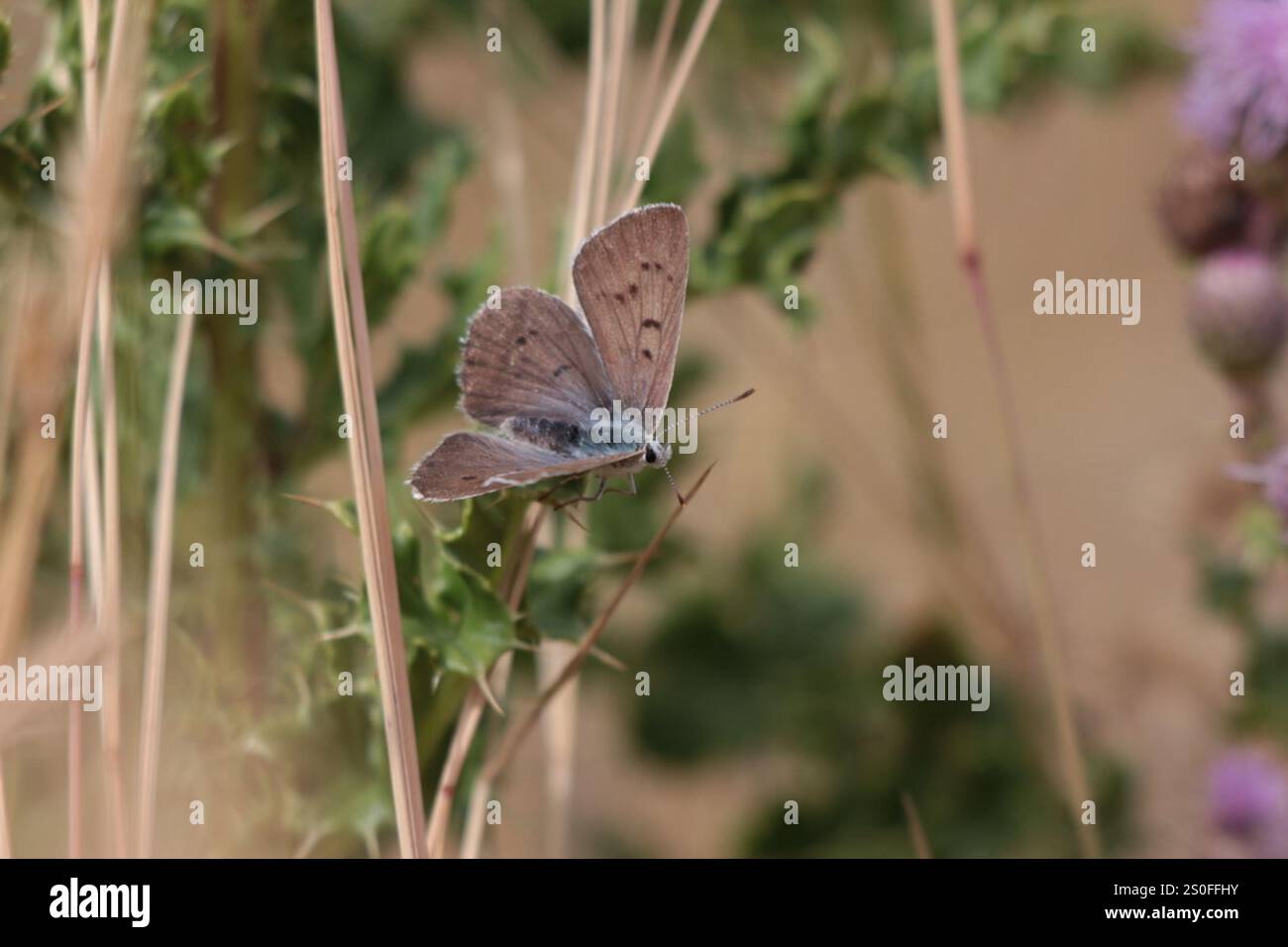 Blue Copper (Tharsalea heteronea Stock Photo - Alamy
