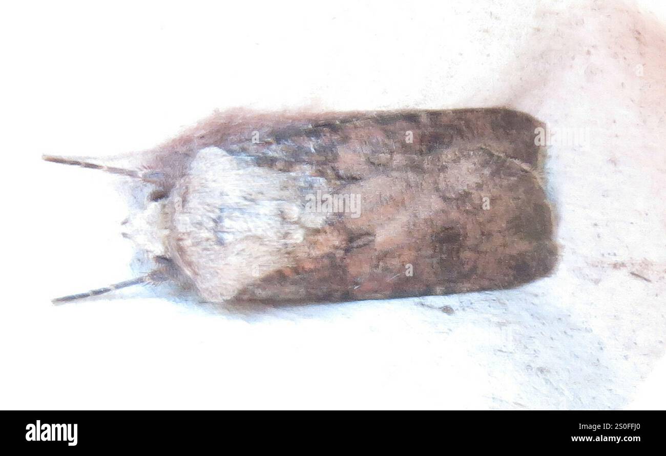 Turnip Moth (Agrotis segetum Stock Photo - Alamy