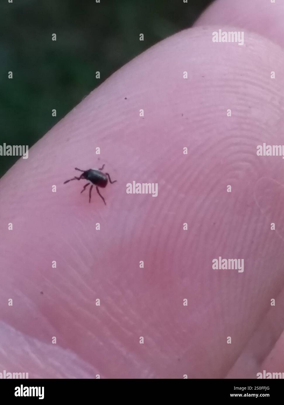 True Bugs (Heteroptera Stock Photo - Alamy