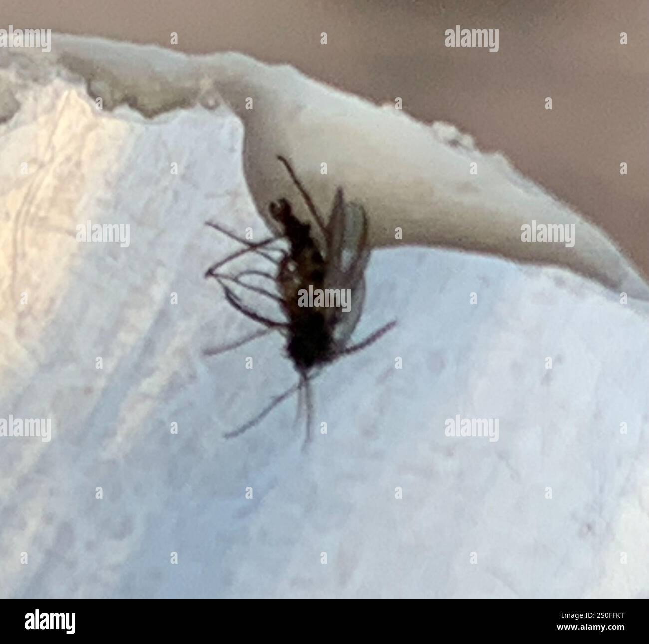 Fungus Gnats and Gall Midges (Sciaroidea Stock Photo - Alamy