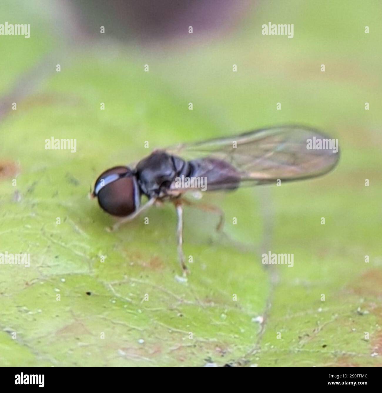 Big-headed Flies (Pipunculidae Stock Photo - Alamy