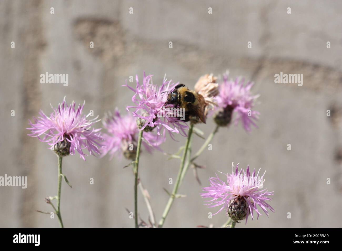 Indiscriminate Cuckoo Bumble Bee (Bombus insularis Stock Photo - Alamy