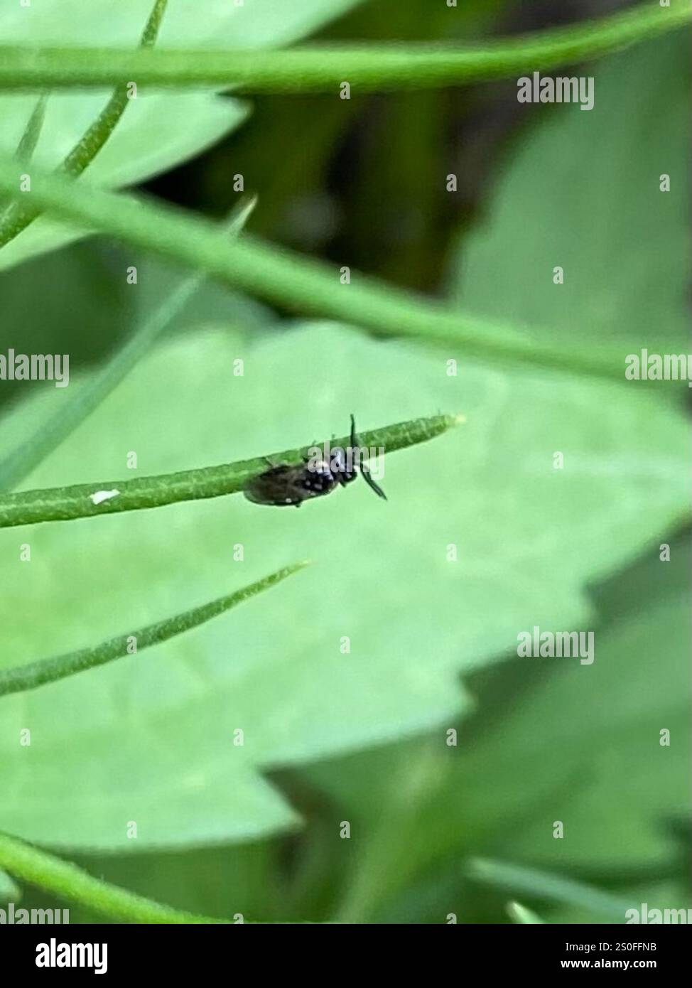 Winged and Once-winged Insects (Pterygota Stock Photo - Alamy